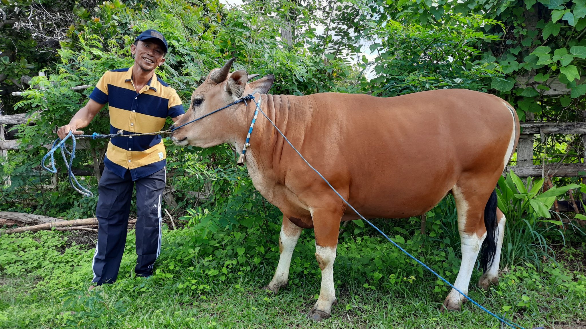 Potensi Pakan Hijauan Legum Lamtoro – teknologiveteriner.sv.ugm.ac.id